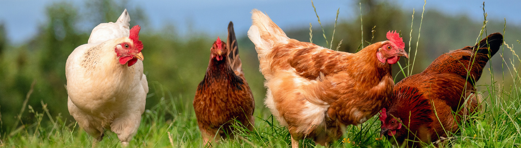Catalogue de Histoire De Poules And Co | Venez acheter à Nice